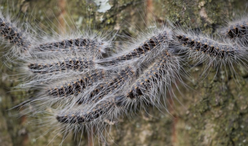 Eikenprocessierups - Wiebe Bomen